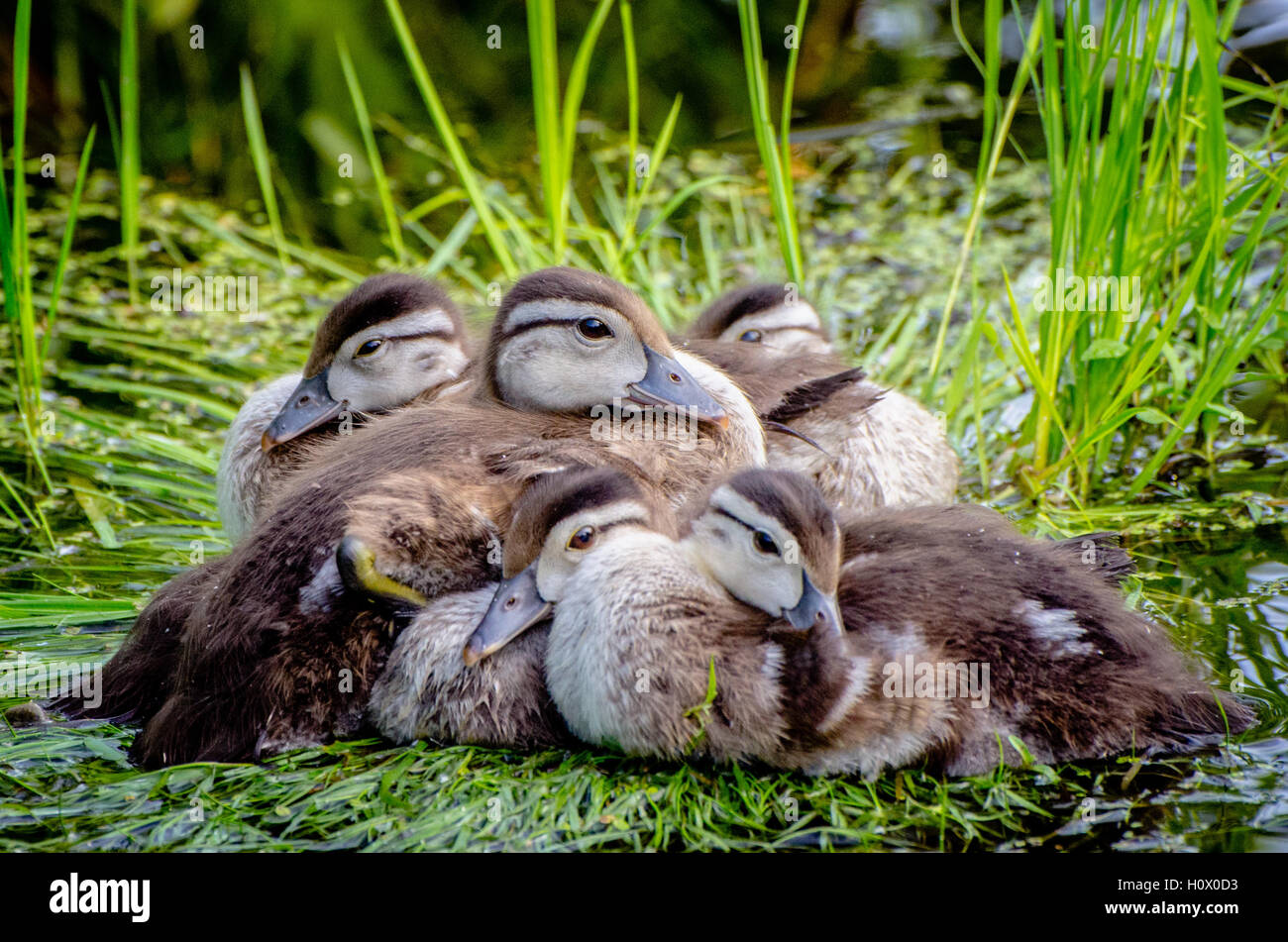 Swamp duck hi-res stock photography and images - Alamy