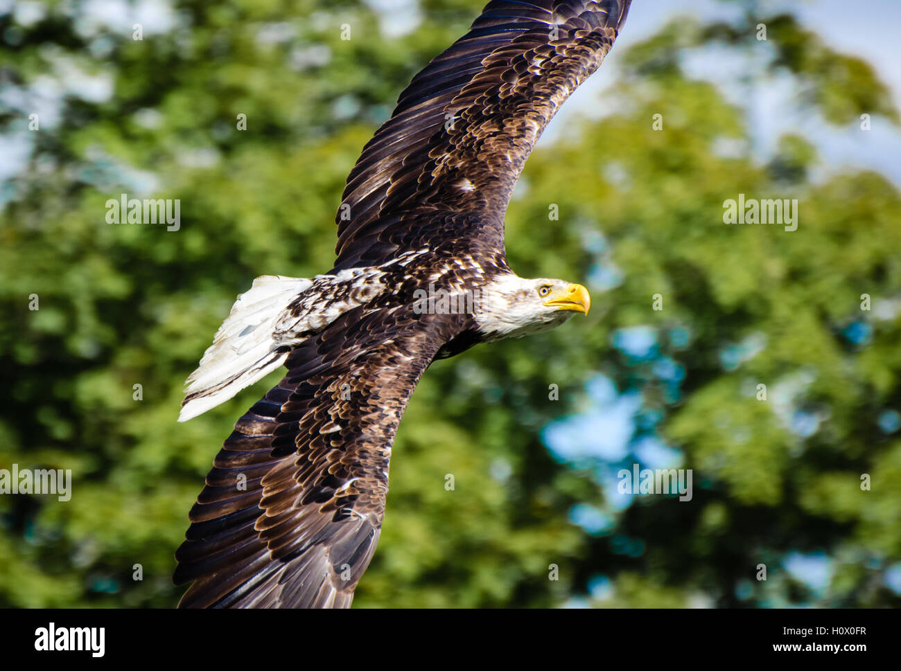 Bald bird hi-res stock photography and images - Alamy