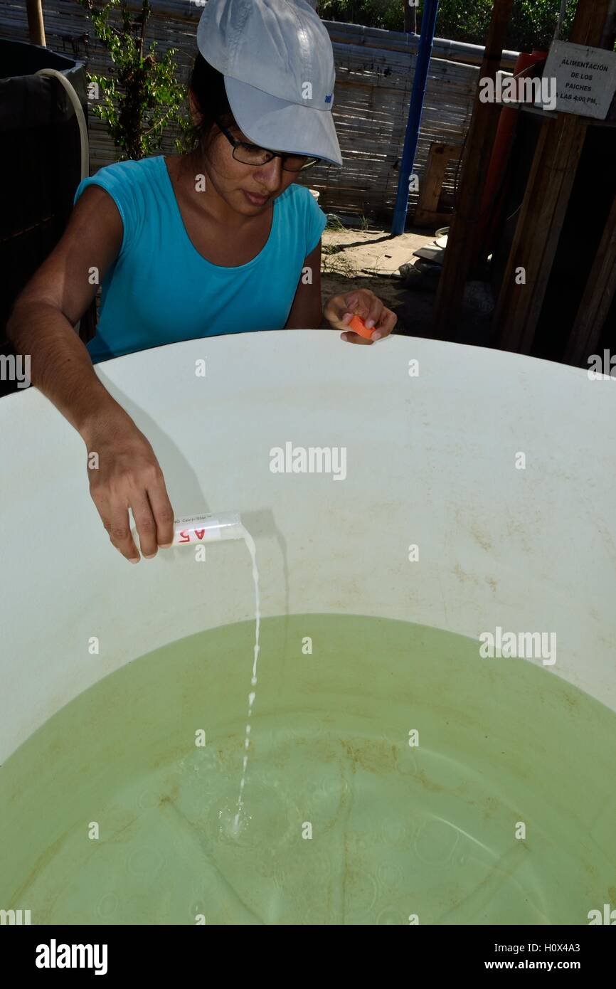 Paiche peru hi-res stock photography and images - Alamy
