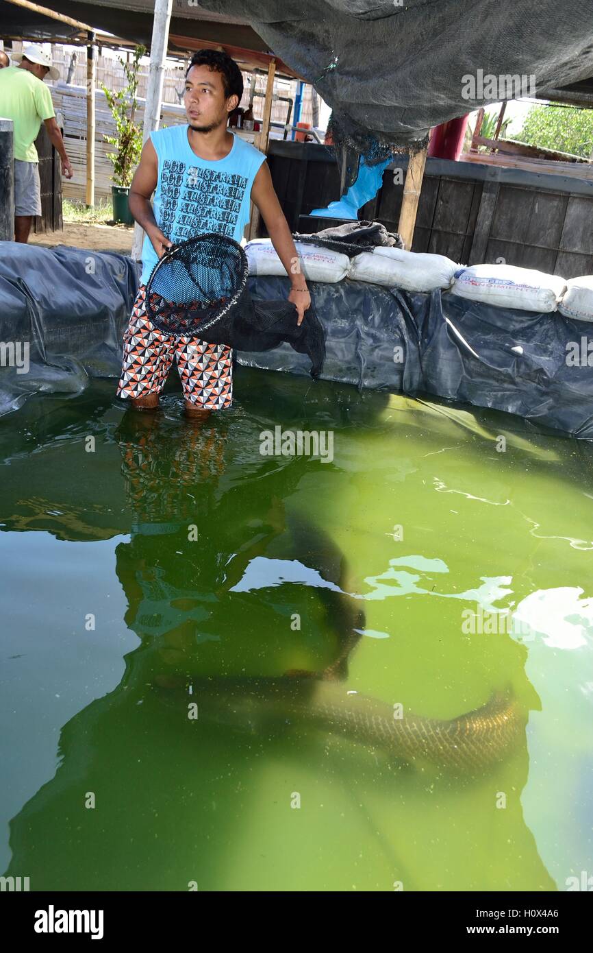 Sampling of fish paiche - Fish farming project in PUERTO PIZARRO ...