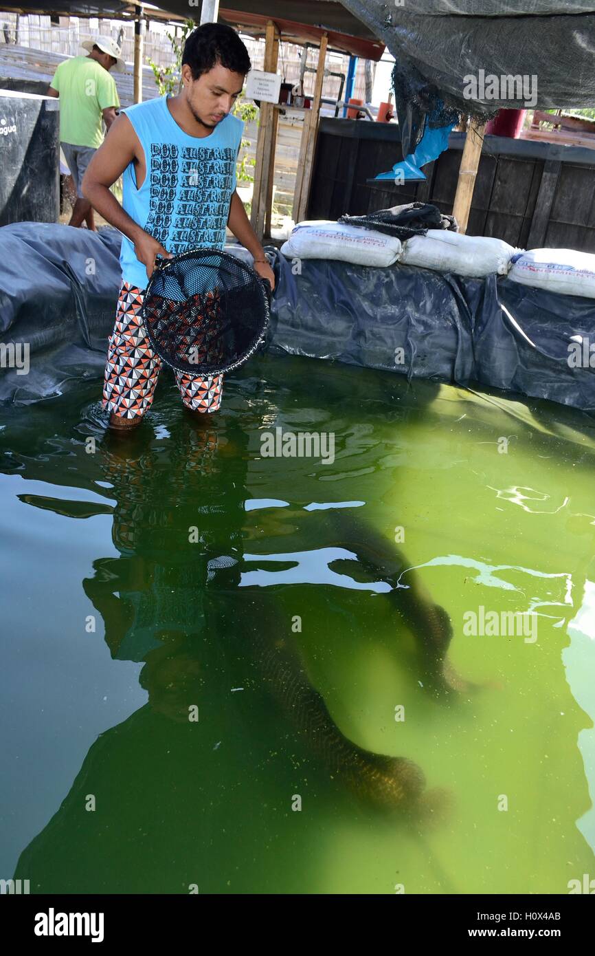 Sampling of fish paiche - Fish farming project in PUERTO PIZARRO ...