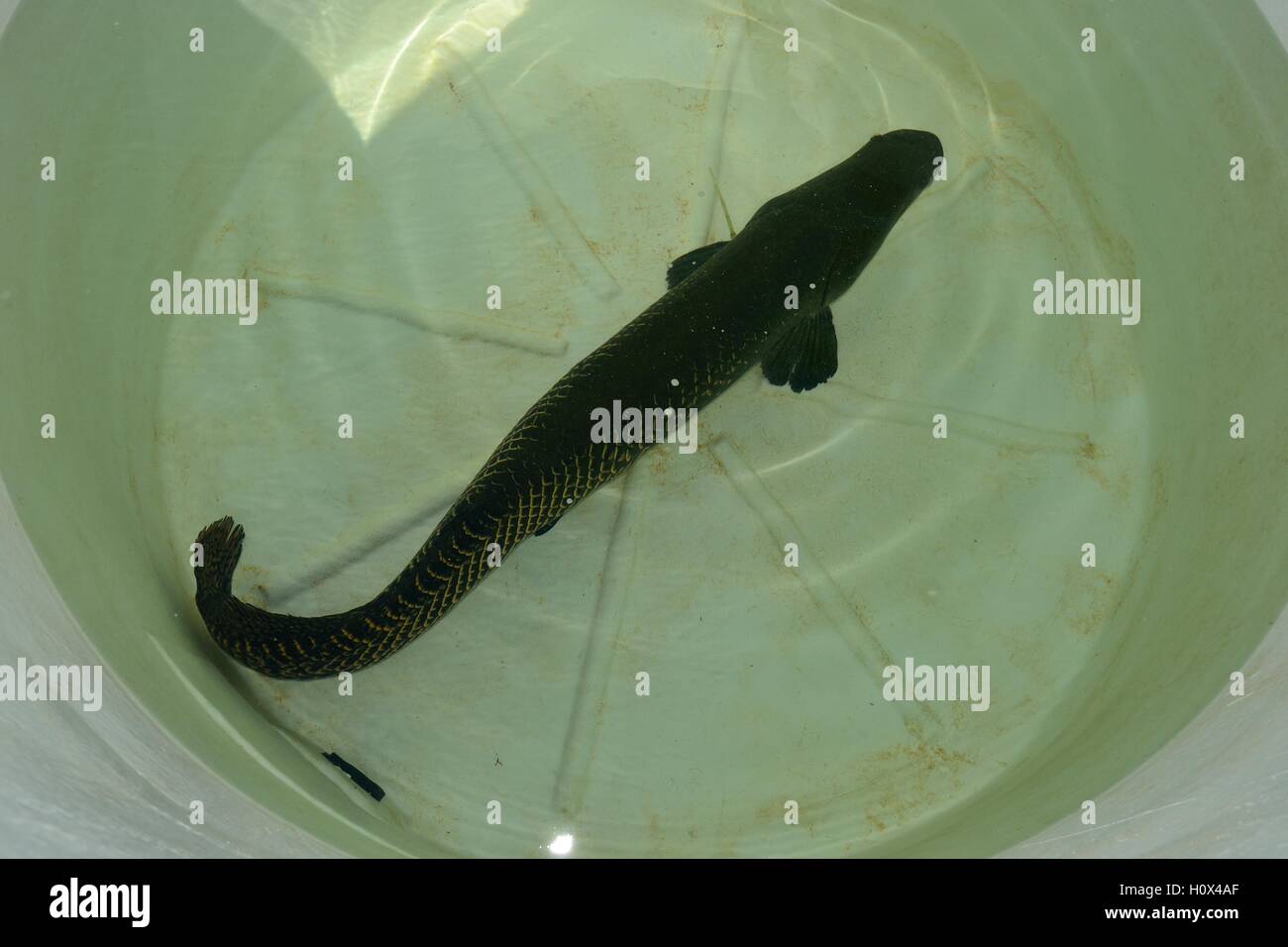 Sampling of fish paiche - Fish farming project in PUERTO PIZARRO ...