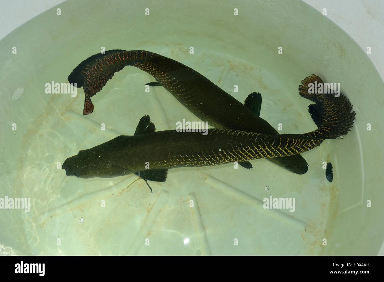 Sampling of fish paiche - Fish farming project in PUERTO PIZARRO ...