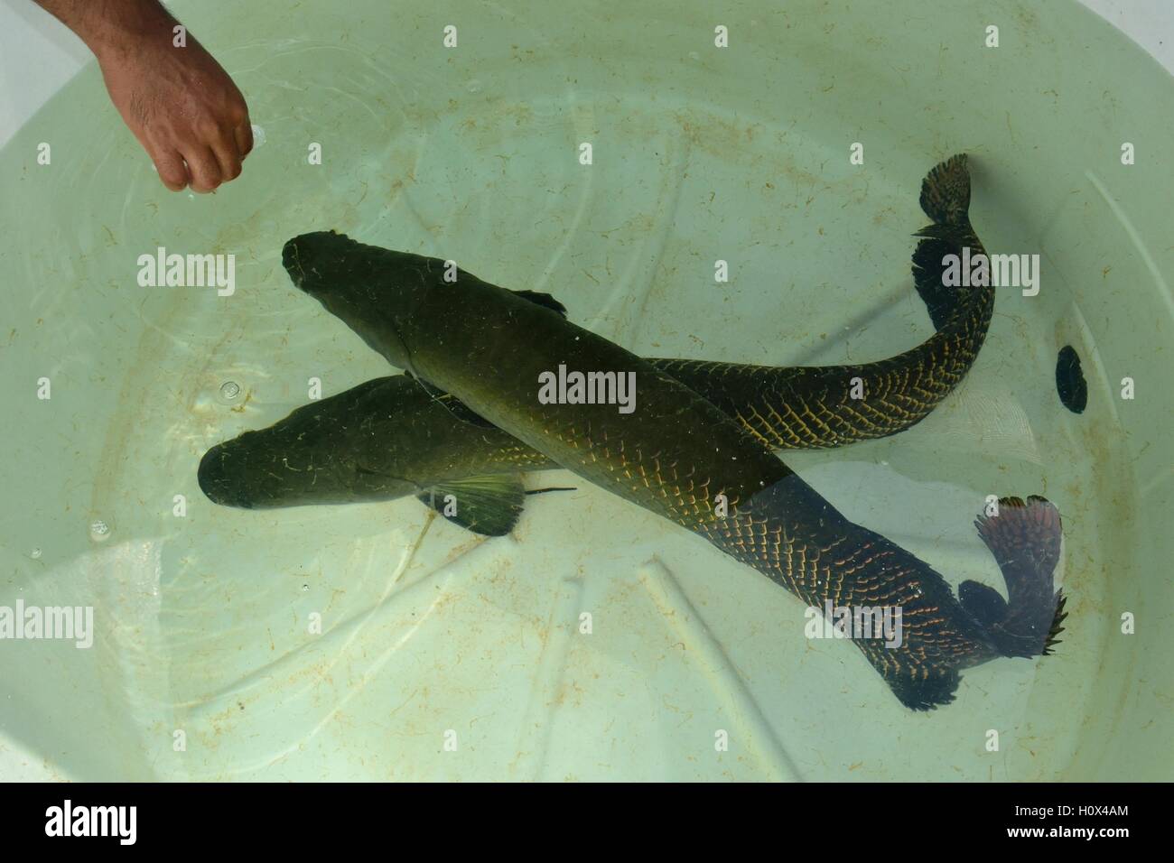 Sampling of fish paiche - Fish farming project in PUERTO PIZARRO ...