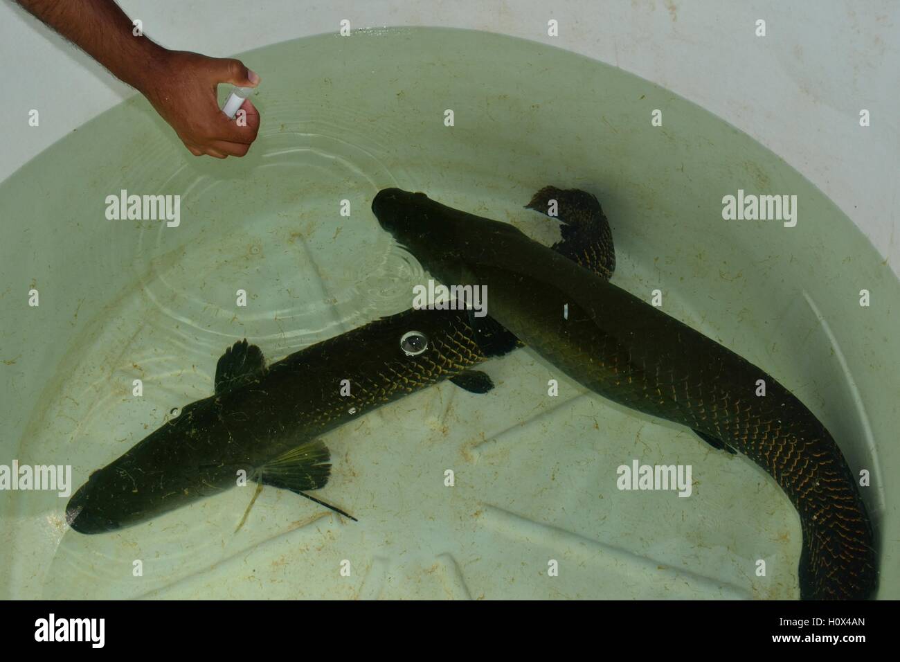 Sampling of fish paiche - Fish farming project in PUERTO PIZARRO ...