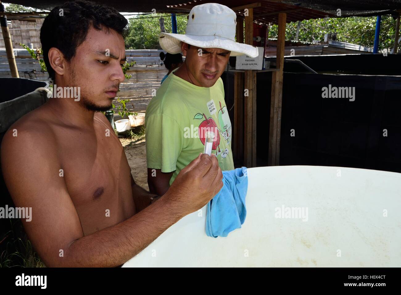 Pirarucu arapaima cultivate cultivation sampling of paiches fish blood ...