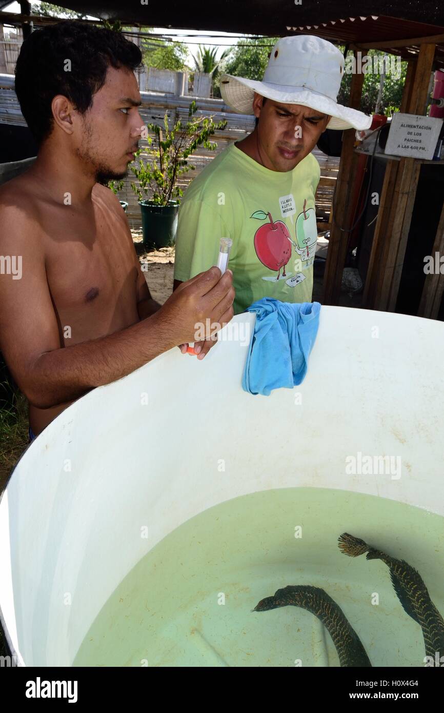 Culture sampling hi-res stock photography and images - Alamy