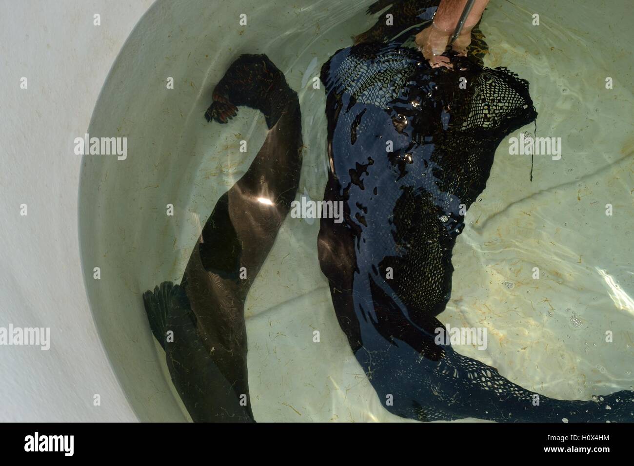 Sampling of fish paiche - Fish farming project in PUERTO PIZARRO ...