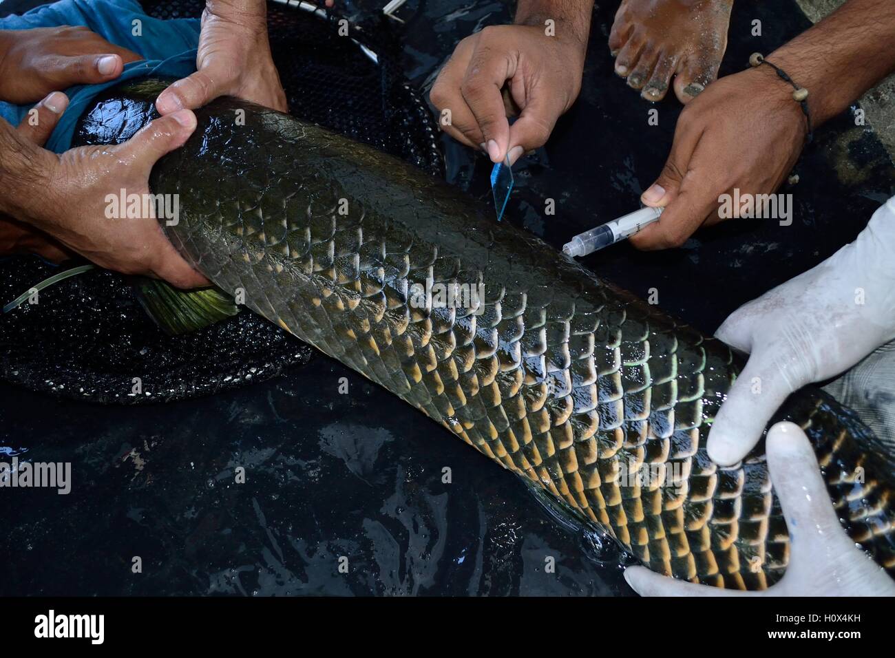 Sampling blood of fish paiche - Fish farming project in PUERTO PIZARRO ...