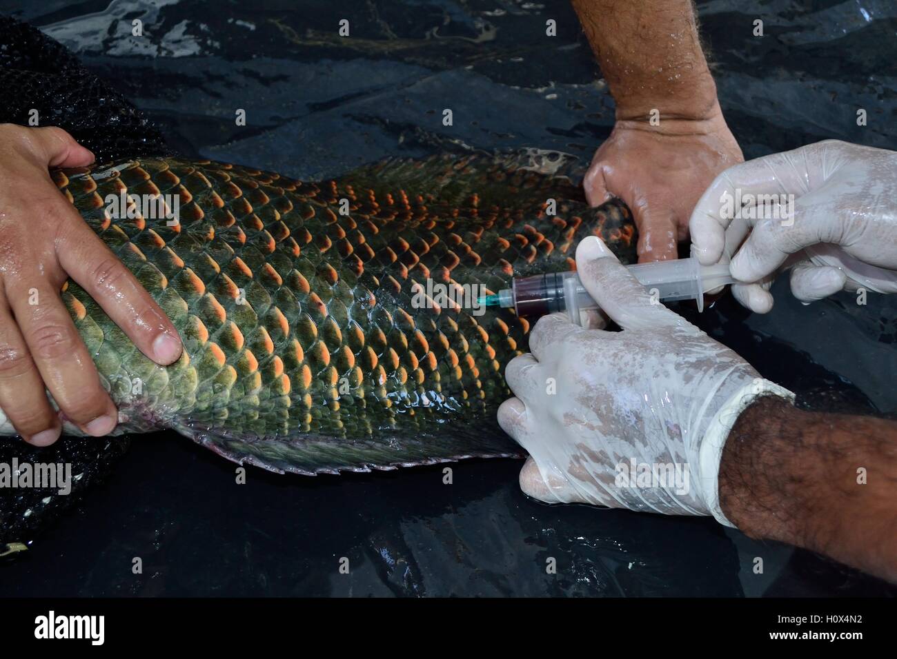 Sampling blood of fish paiche - Fish farming project in PUERTO PIZARRO ...