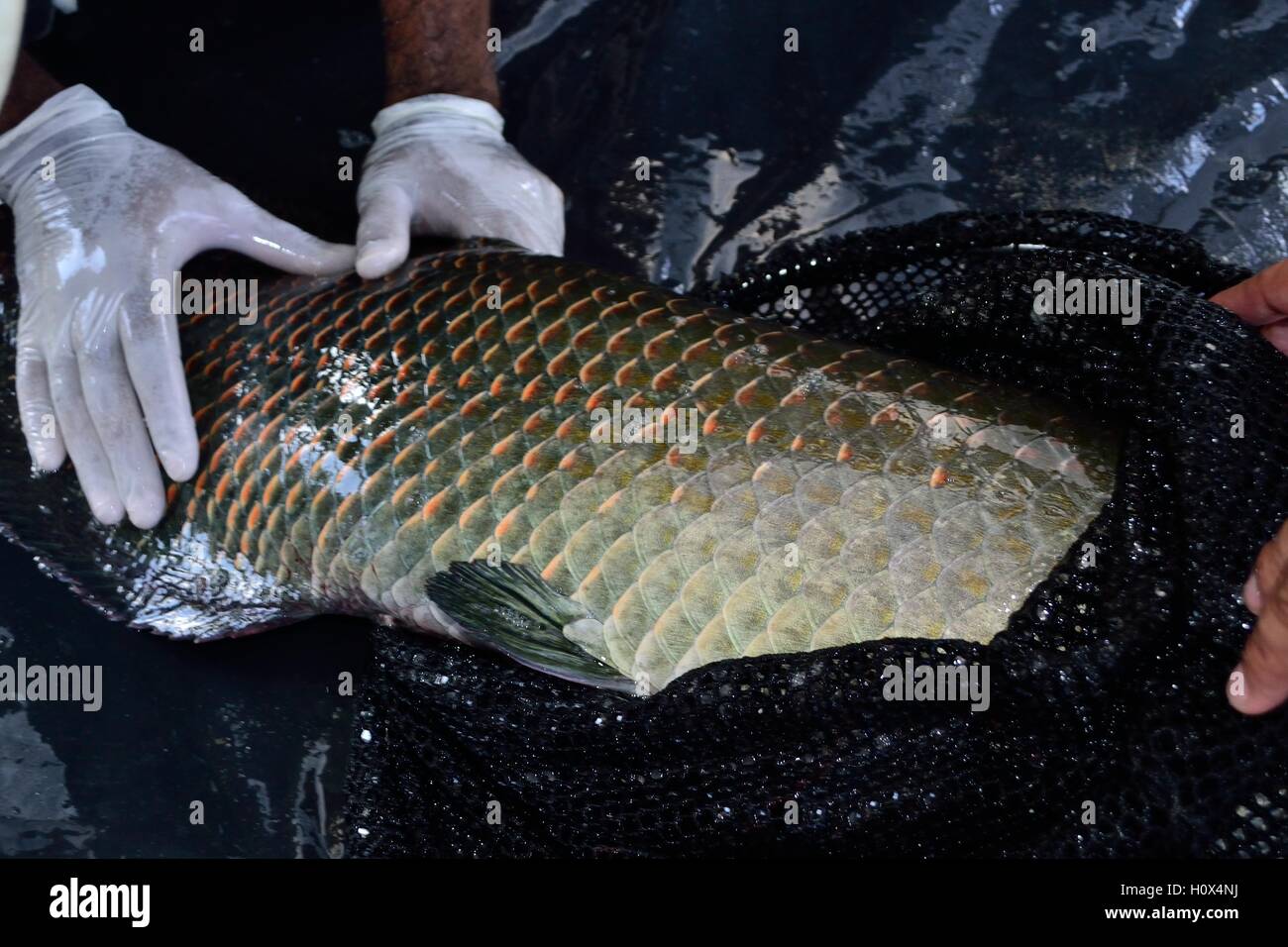 Sampling blood of fish paiche - Fish farming project in PUERTO PIZARRO ...