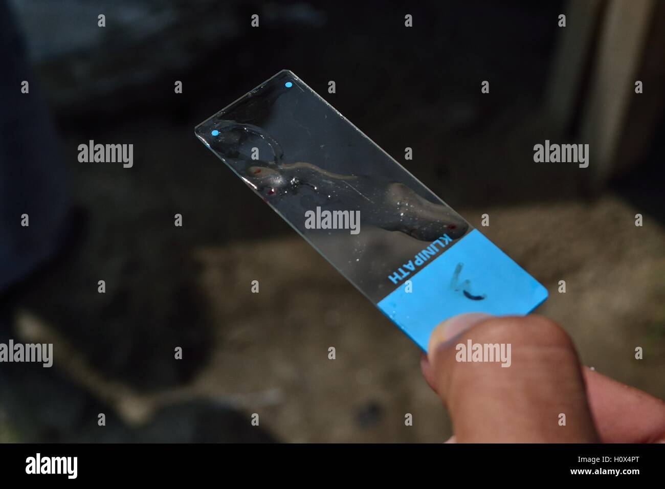 Sampling of fish paiche - Fish farming project in PUERTO PIZARRO ...