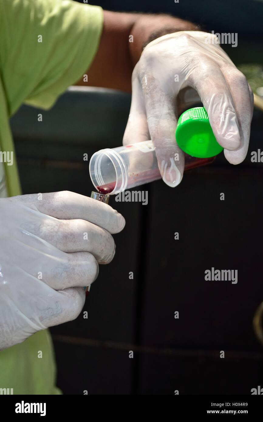 Blood sampling of paiche fish -Fish farming project in PUERTO PIZARRO ...