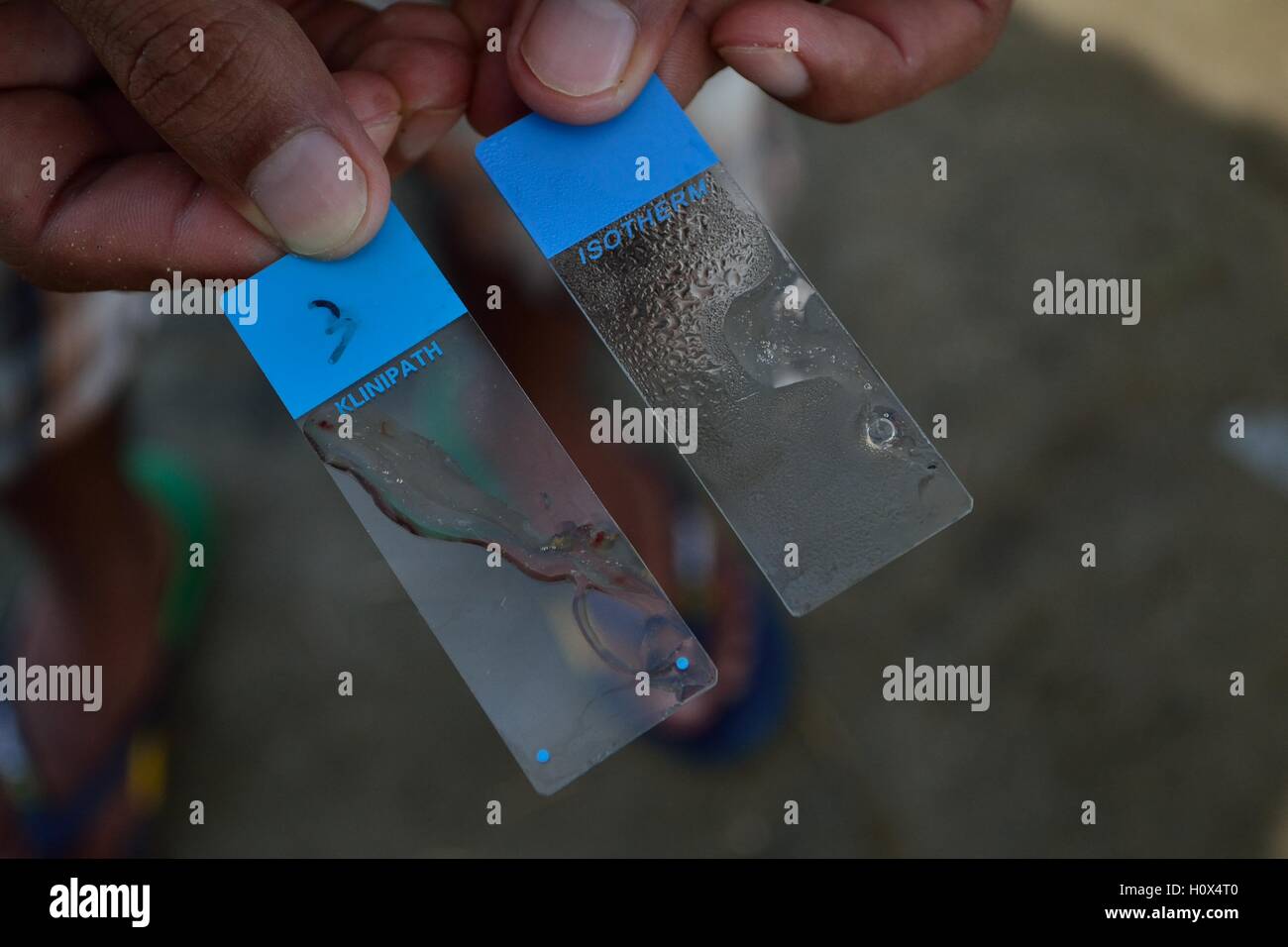 Sampling of fish paiche - Fish farming project in PUERTO PIZARRO ...