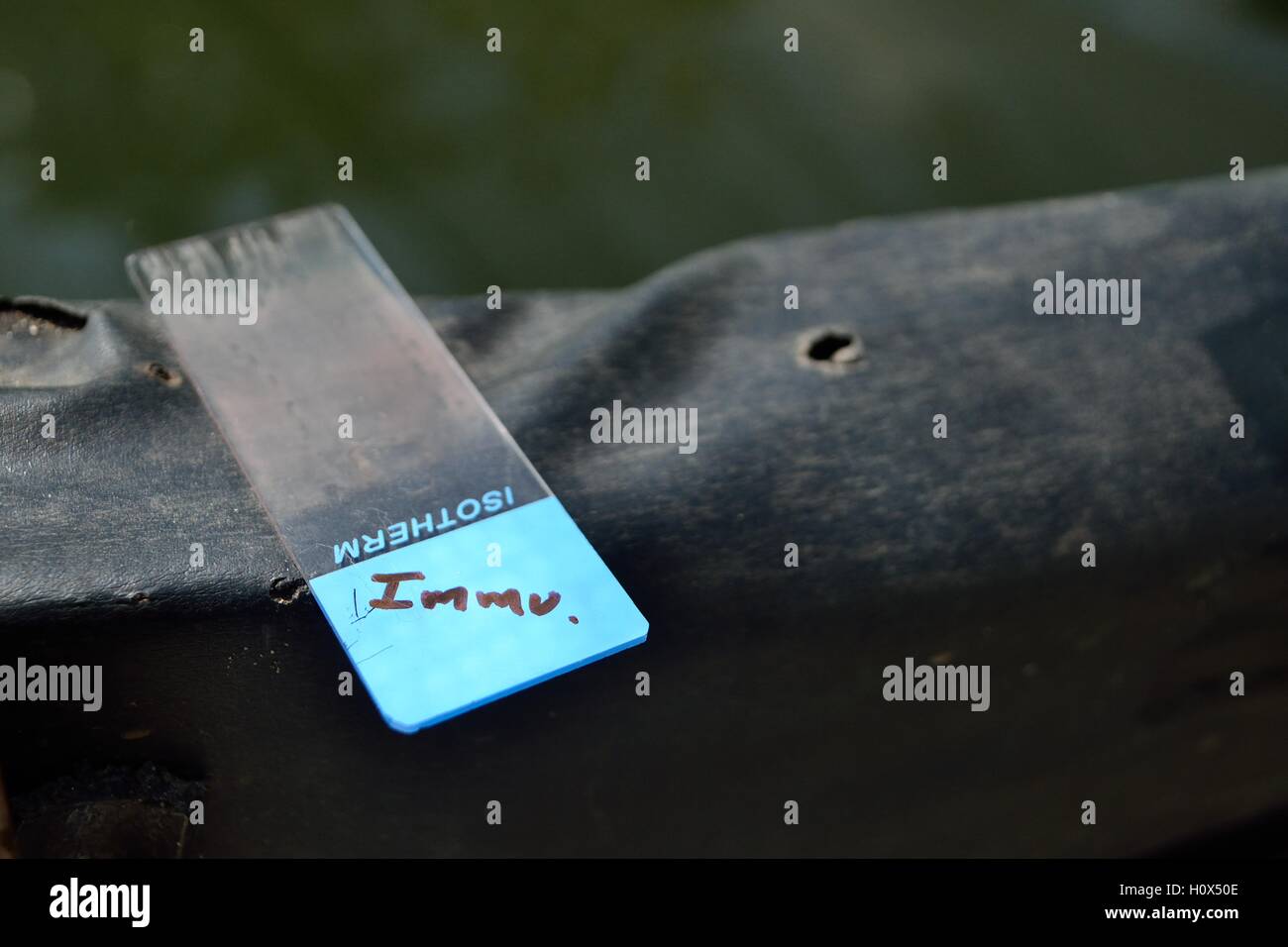Sampling of fish paiche - Fish farming project in PUERTO PIZARRO ...