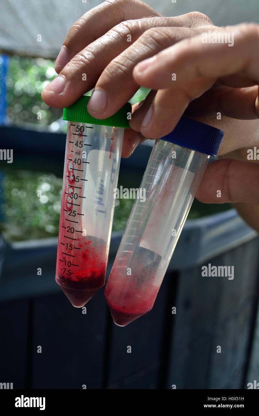 Pirarucu arapaima cultivate cultivation blood sampling of paiches fish ...