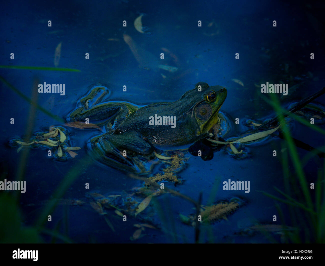 Frog in water Stock Photo - Alamy