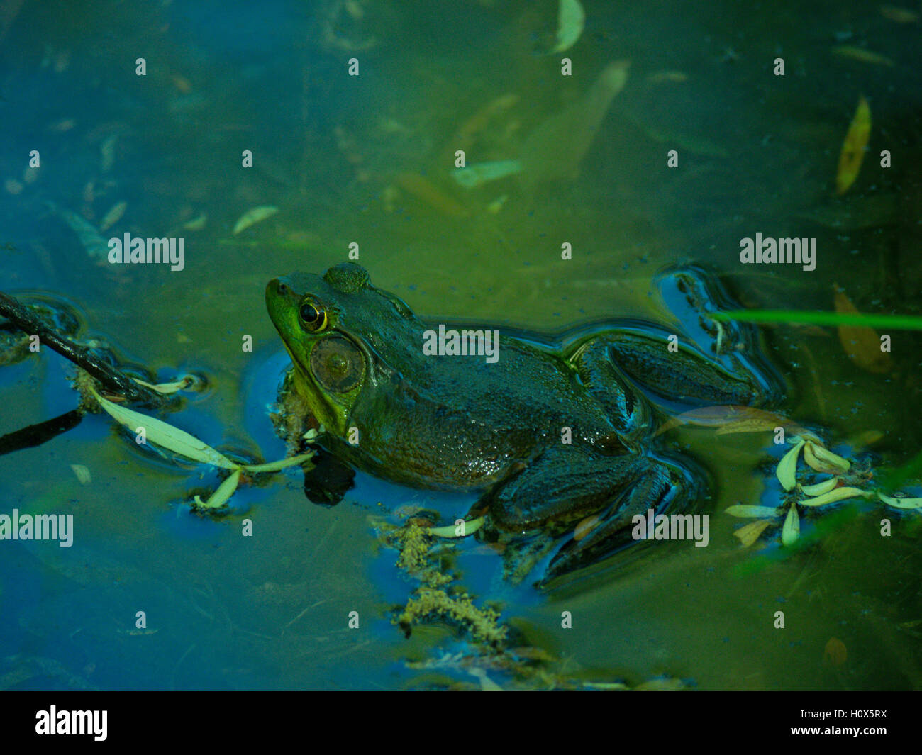 Frog in water Stock Photo - Alamy