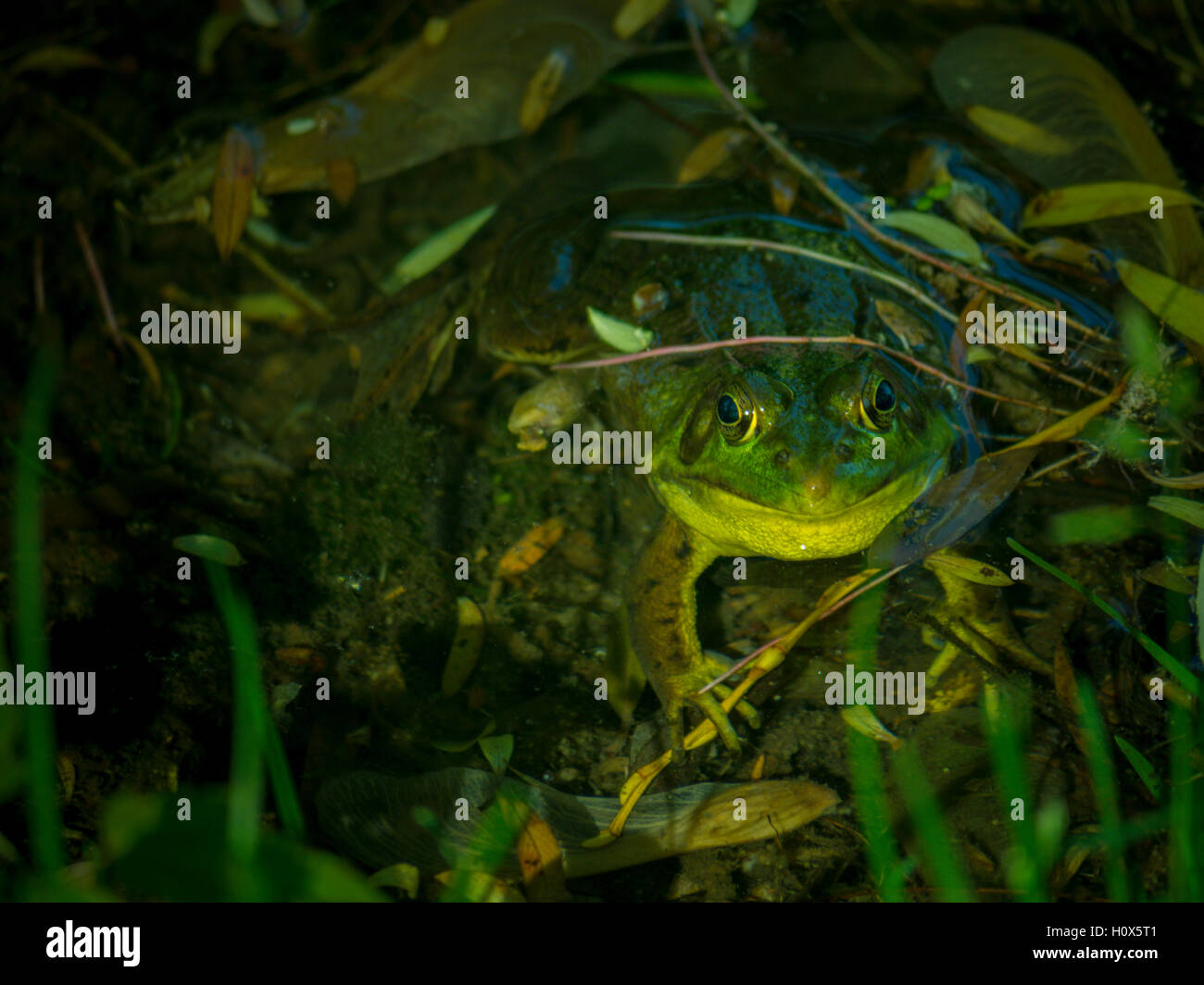 Frog in water Stock Photo - Alamy