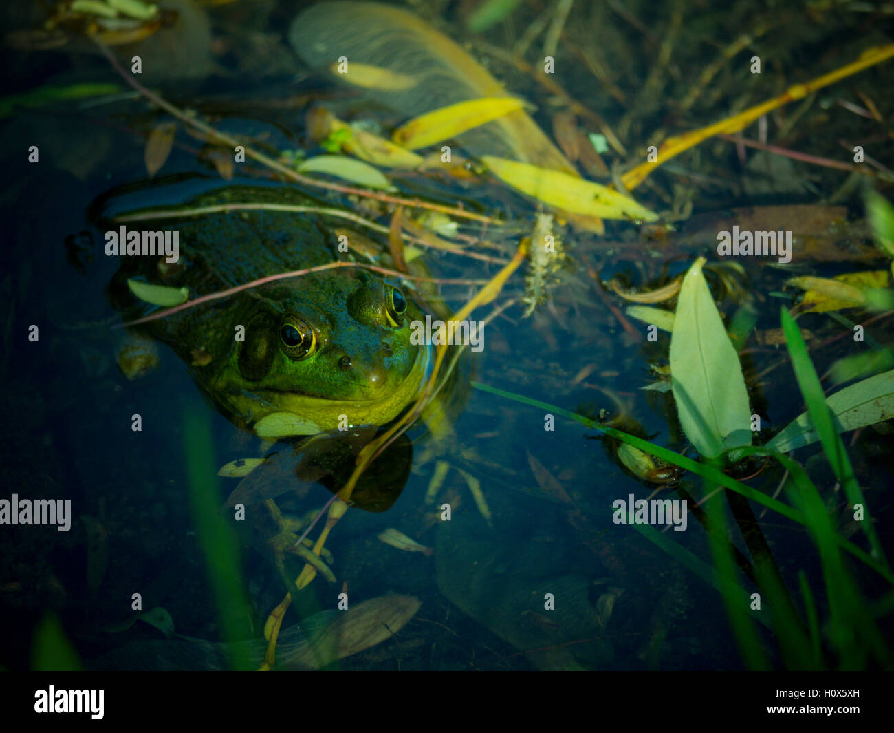 Frog in water Stock Photo - Alamy