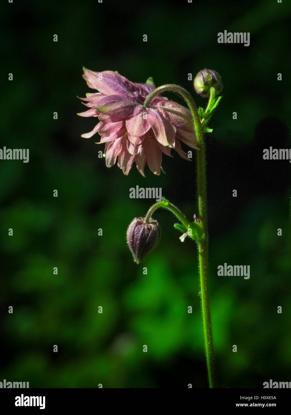 Back of pink flower Stock Photo - Alamy