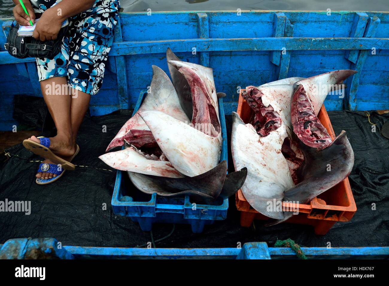 Mantarraya mantarraya hi-res stock photography and images - Alamy