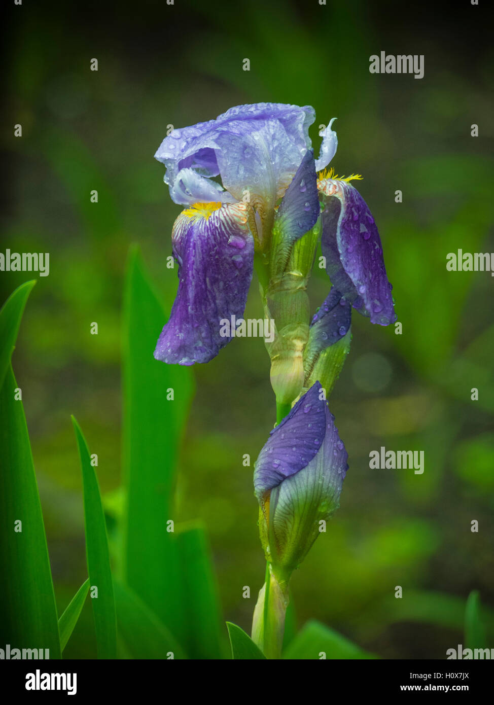 Blue Iris in bloom Stock Photo - Alamy