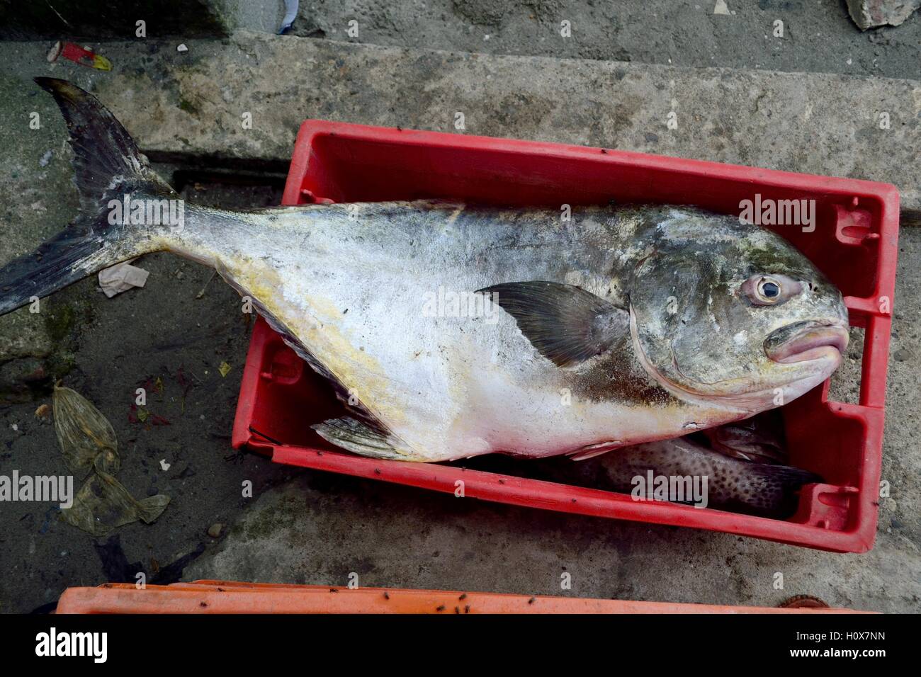 Perico fish - Port in PUERTO PIZARRO. Department of Tumbes .PERU Stock ...