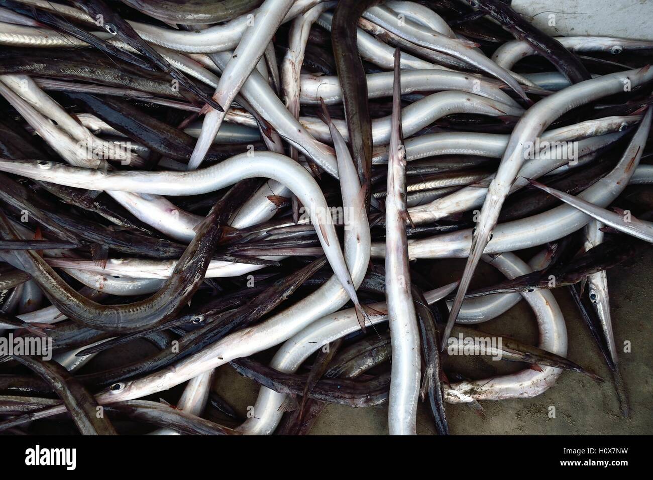 Aguja fish - Port in PUERTO PIZARRO. Department of Tumbes .PERU Stock ...