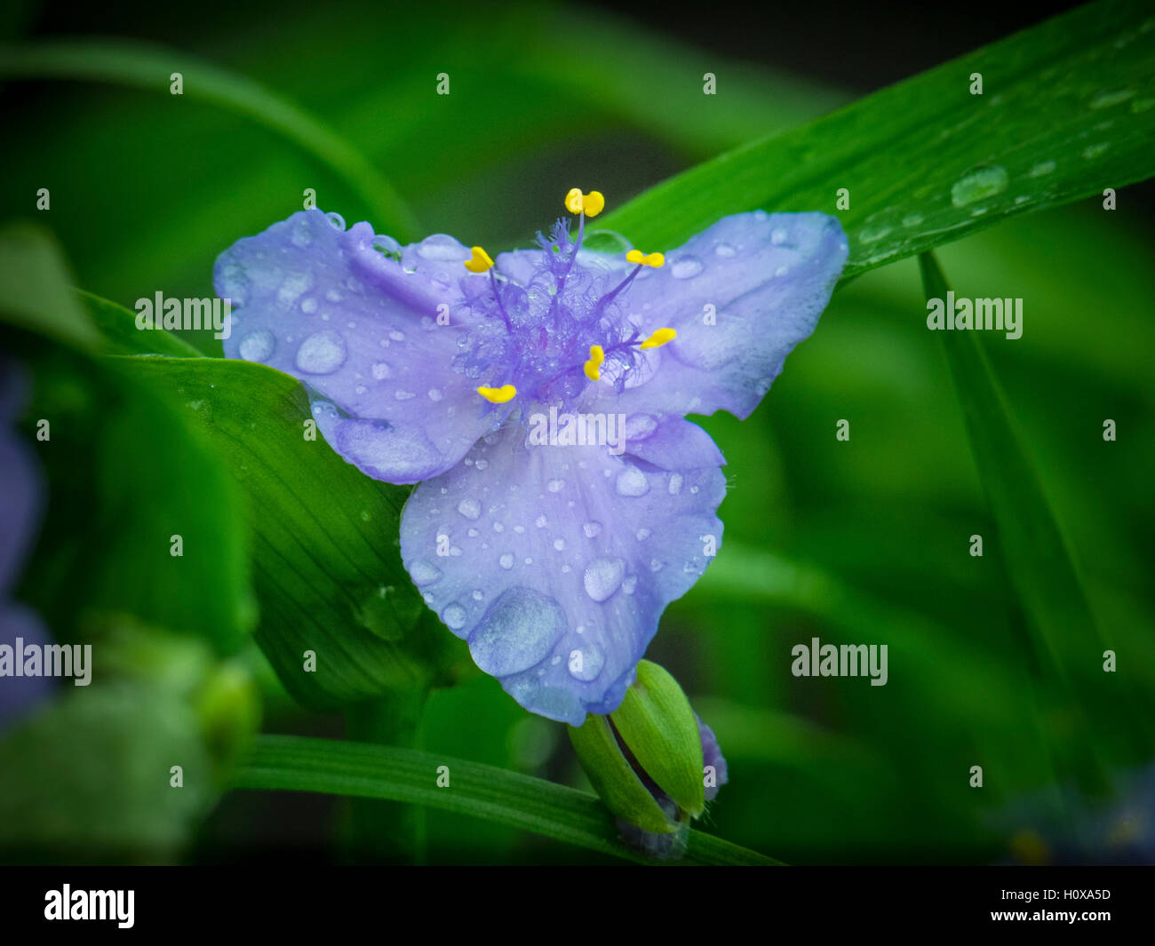 Blue spiderwort flower in bloom Stock Photo - Alamy