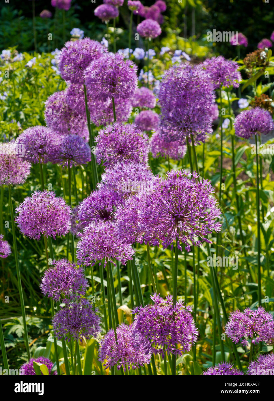 Purple allium flowers growing in a garden in early summer Stock Photo ...