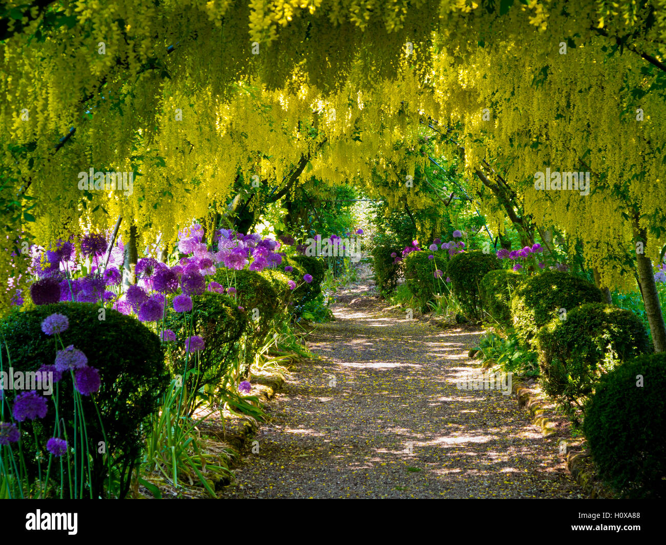 The Laburnum Arch in June with purple Alliums below at the Dorothy ...