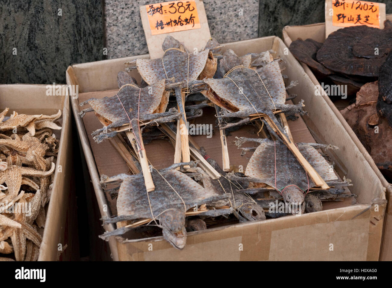 Lizard in box hi-res stock photography and images - Alamy