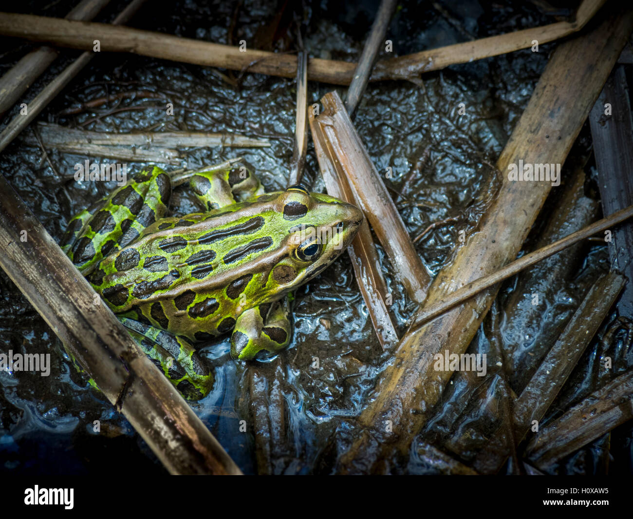 Northern Leopard Frog Stock Photo - Alamy