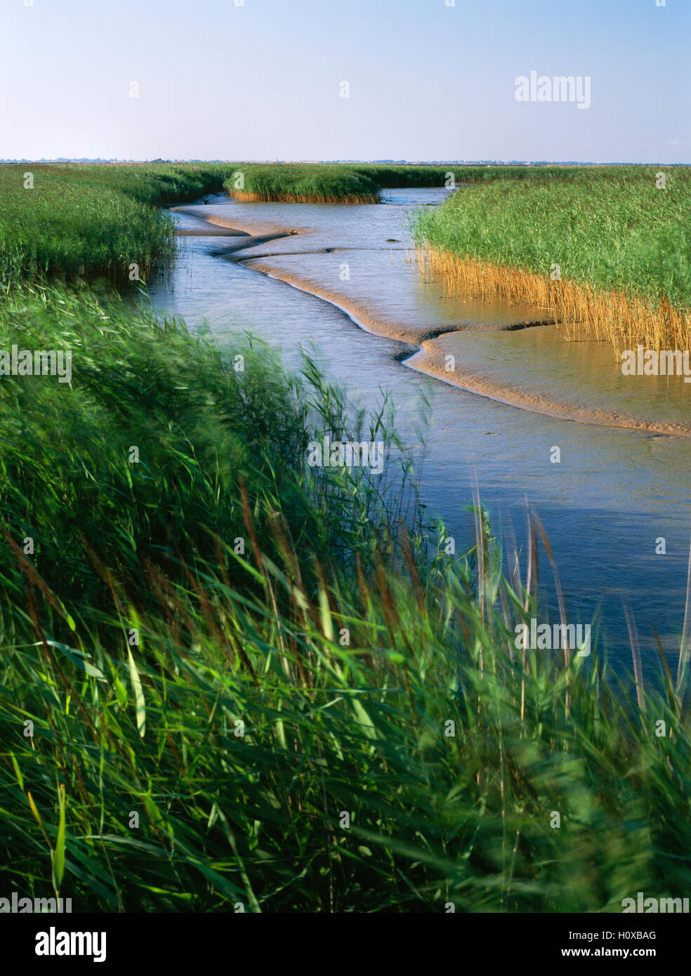 Water channel through reeds, marshes and mudflats on the northern end ...