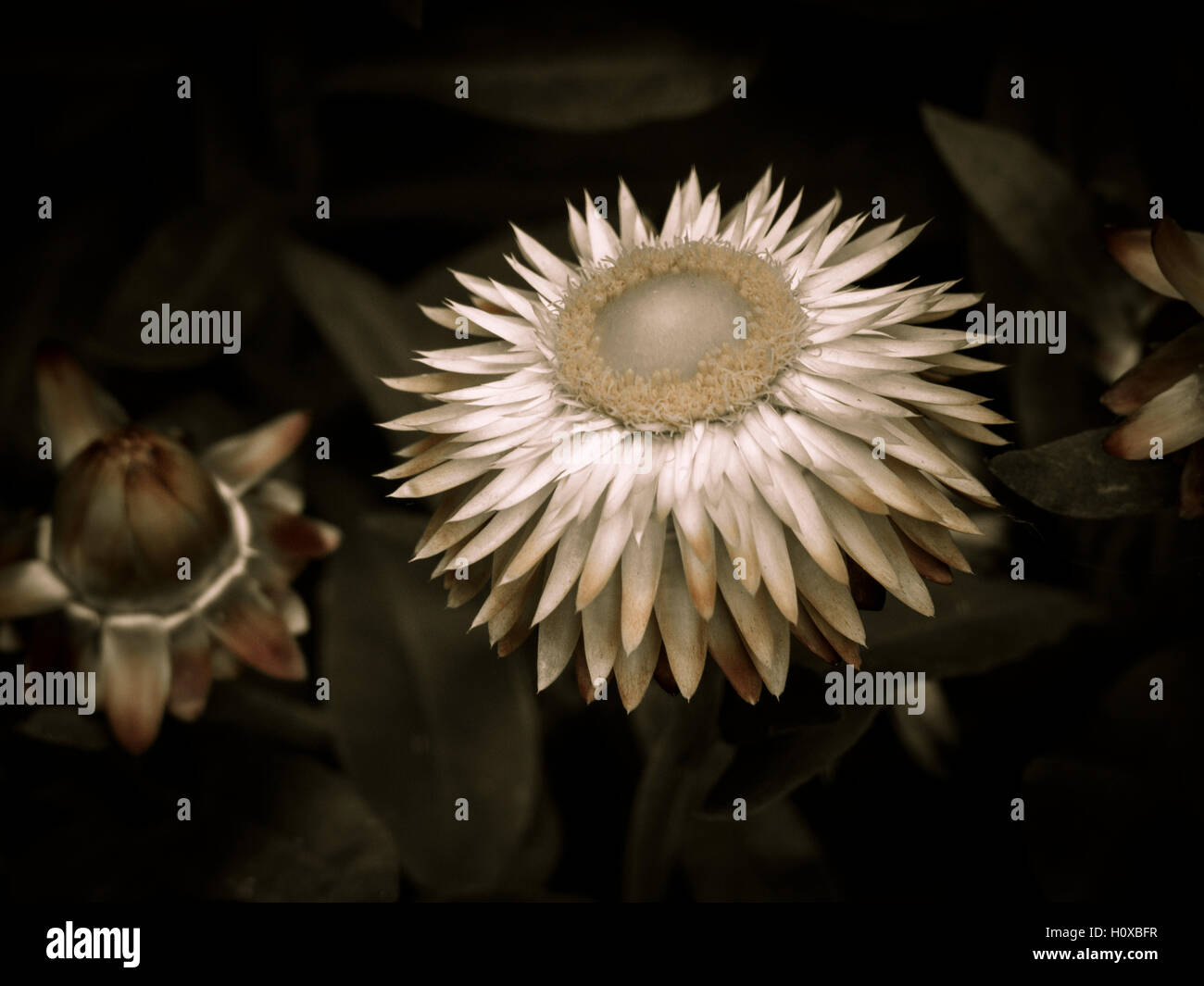 Paper flower in bloom Stock Photo - Alamy