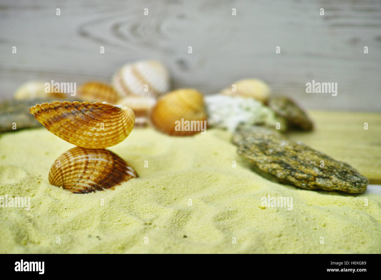 Limestone with sea shells fossils hi-res stock photography and images ...
