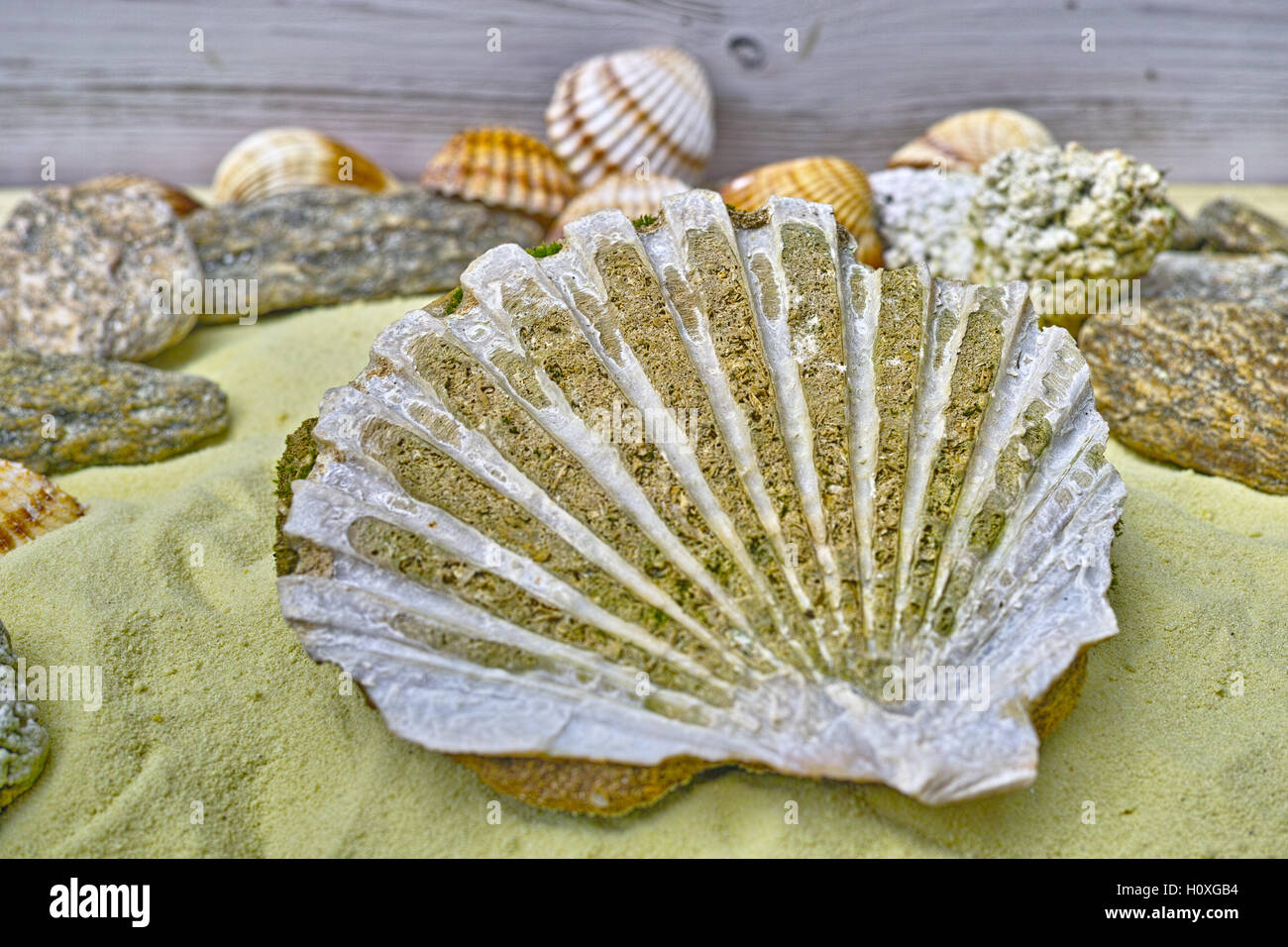 Big sea shell fossil on the yellow sand close up Stock Photo - Alamy