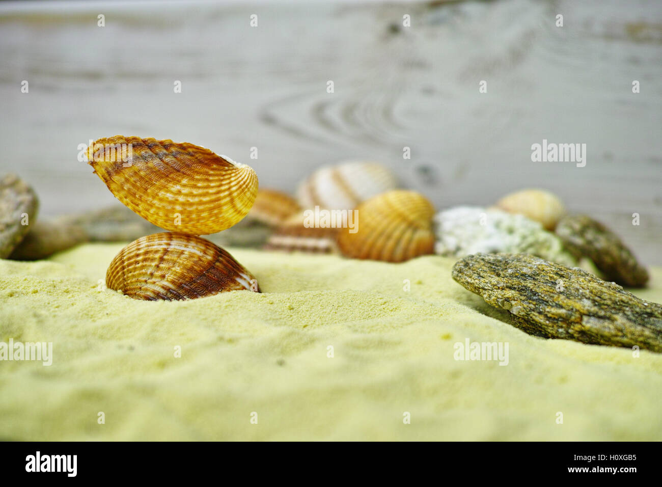 Jurassic fossil extinct bivalve hi-res stock photography and images - Alamy