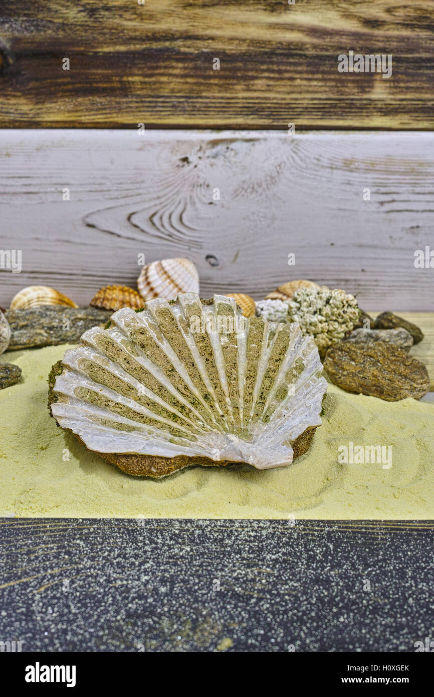 Big sea shell fossil on the yellow sand close up Stock Photo - Alamy