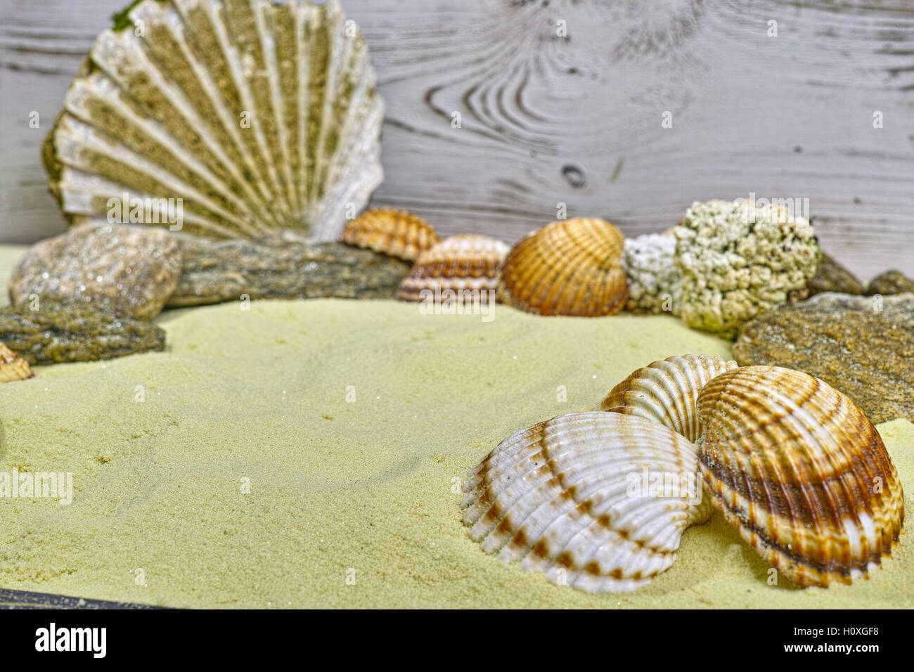 Fossils shells on rock hi-res stock photography and images - Alamy