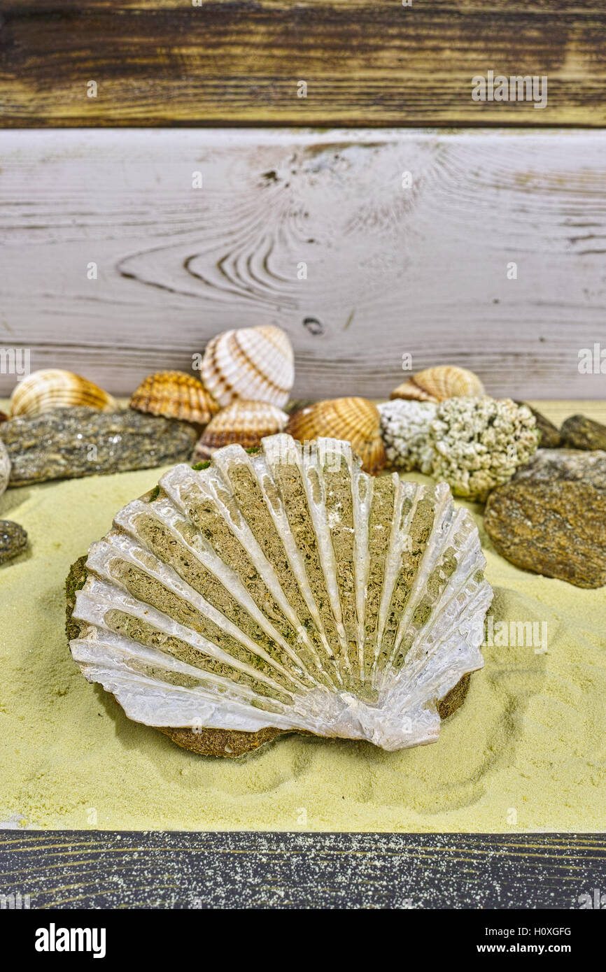 Mollusk fossil sedimentary rock hi-res stock photography and images - Alamy