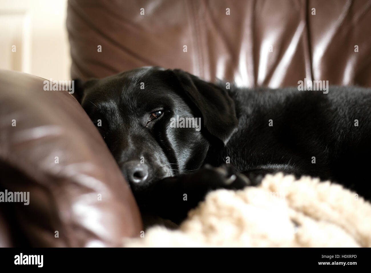 Black labrador retriever with brown eyes hi-res stock photography and ...