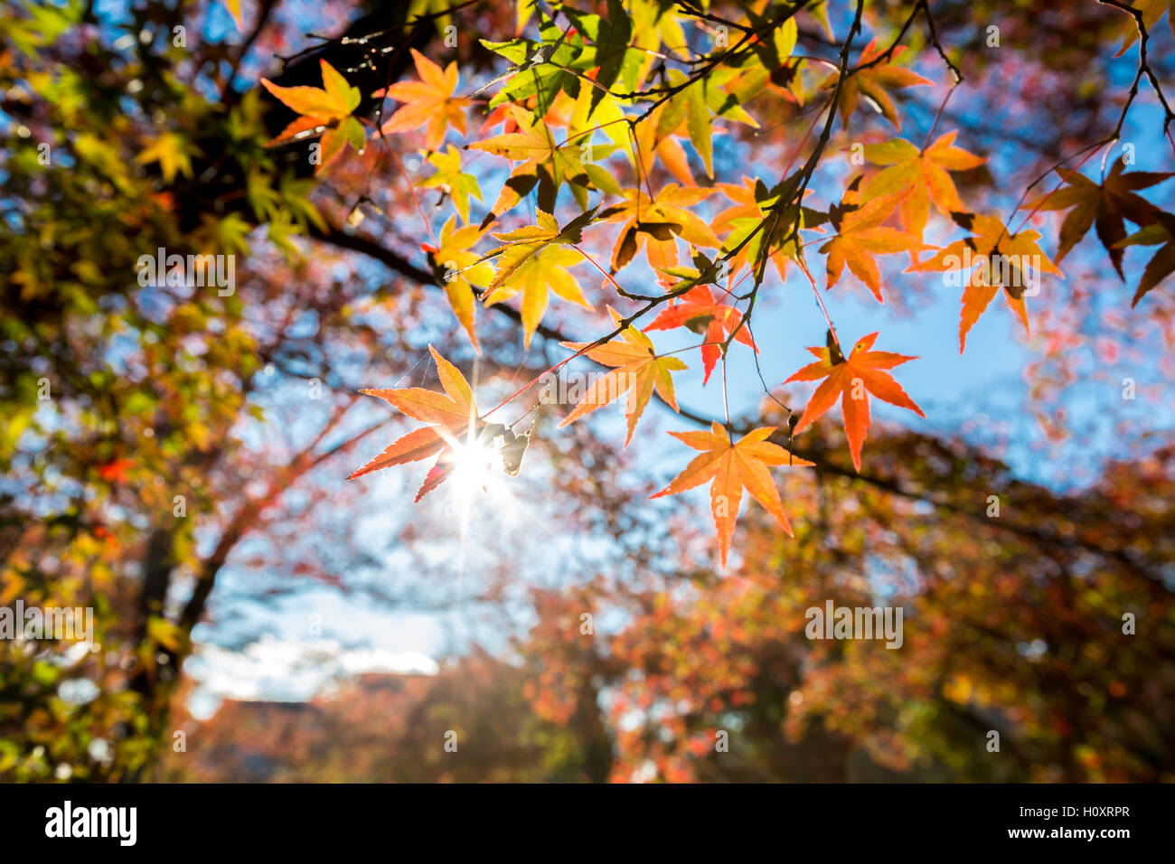 autumn leaves Yellow, orange and red in beautiful fall park Stock Photo ...