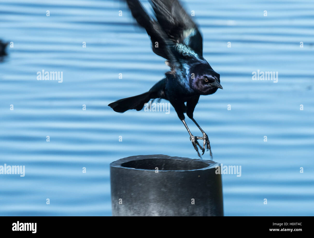 Angry looking Grackle bird in flight Stock Photo - Alamy