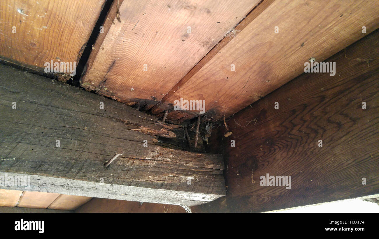 Rotting wood hi-res stock photography and images - Alamy