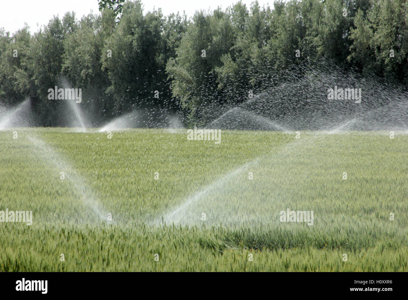 wheat field irrigation Stock Photo - Alamy