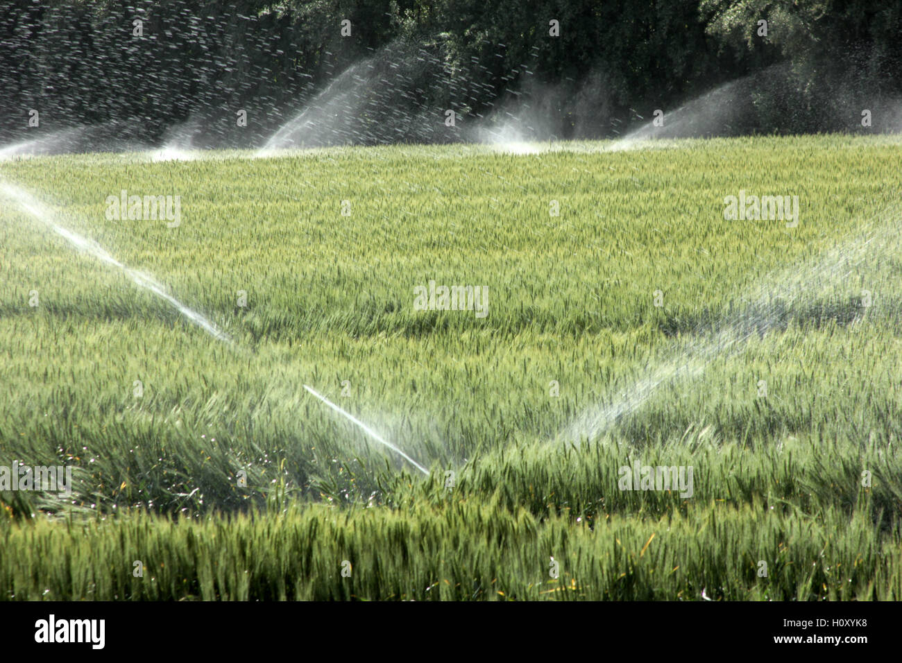 wheat field irrigation Stock Photo - Alamy