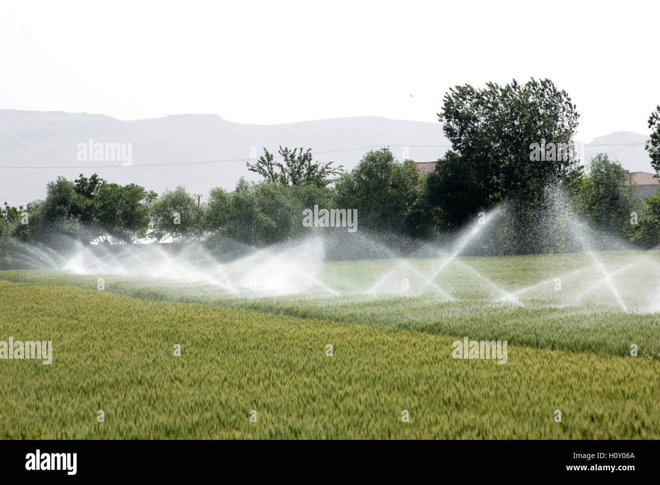 wheat field irrigation Stock Photo - Alamy