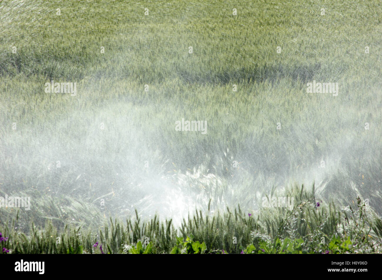 wheat field irrigation Stock Photo - Alamy